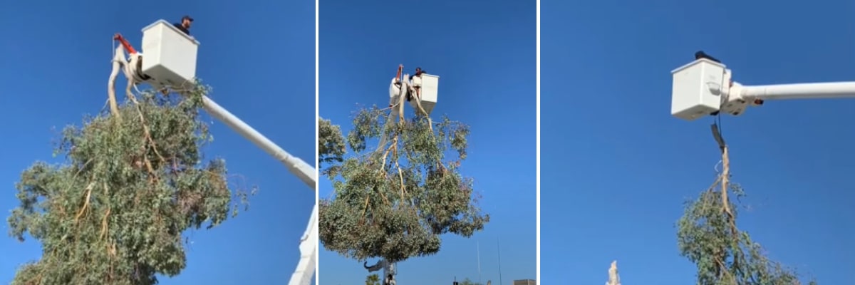 Tree Monkey Tree Trimming AZ Offers Tree Removal in Tucson, AZ 85713